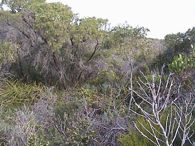 DCP: 34 degrees south, 115 degrees east (visit #2) - All Pictures